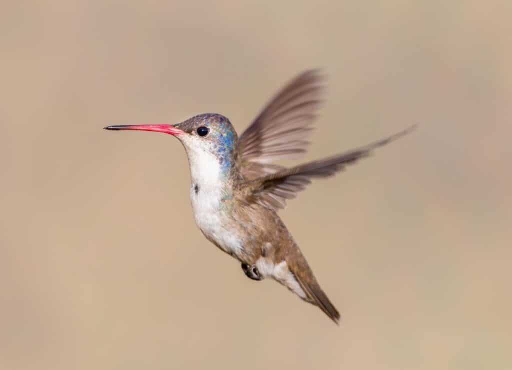 21 Bird Types That Start With V (with Pictures) - Bird Nature