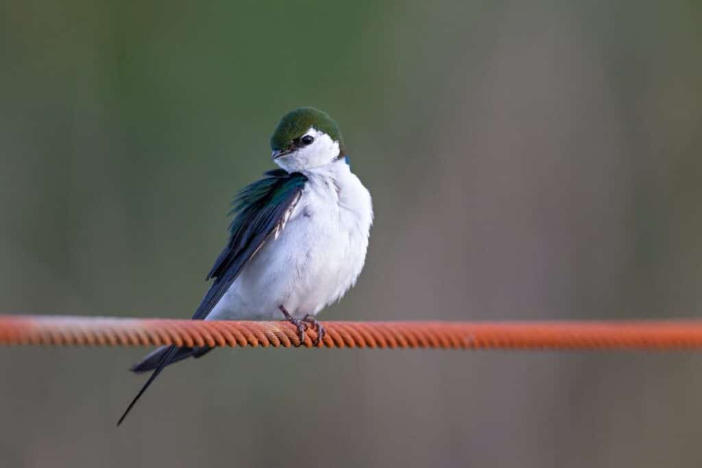 21 Bird Types That Start With V (with Pictures) - Bird Nature