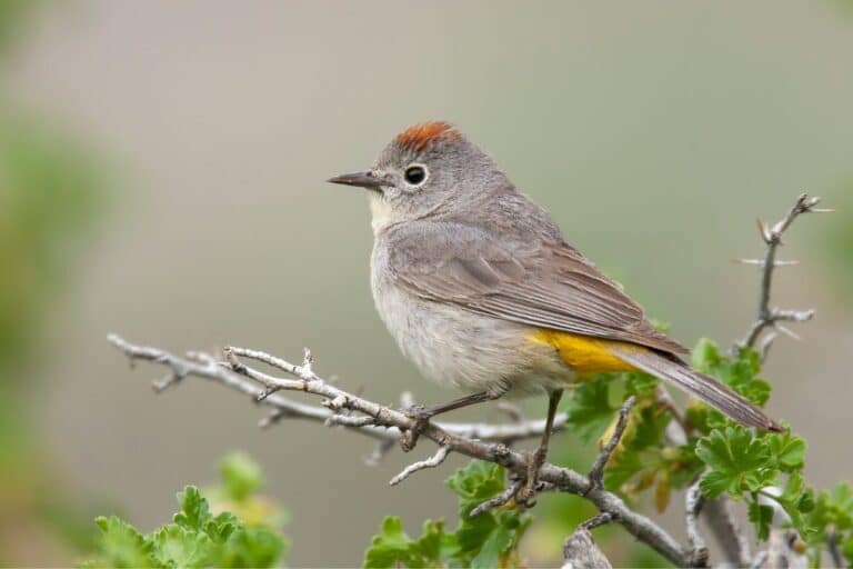 21 Bird Types That Start With V (with Pictures) - Bird Nature