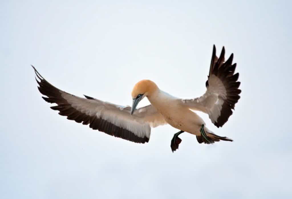 21 Birds That Can Dive Underwater (Photos & Facts) - Bird Nature