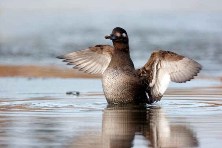 21 Bird Types That Start With V (with Pictures) - Bird Nature