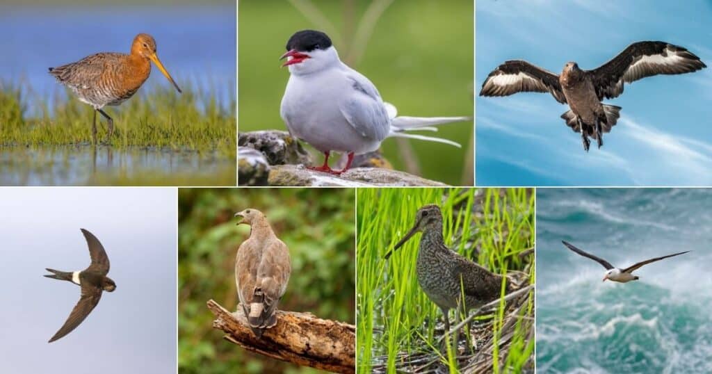 9 Unique Birds That Can Cross The Ocean (With Photos) - Bird Nature
