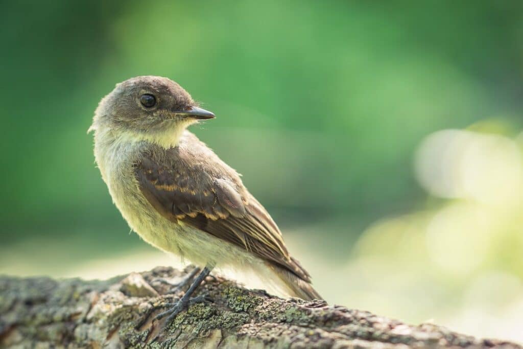 17 Smartest Birds in the World (Photos, Videos Included) - Bird Nature