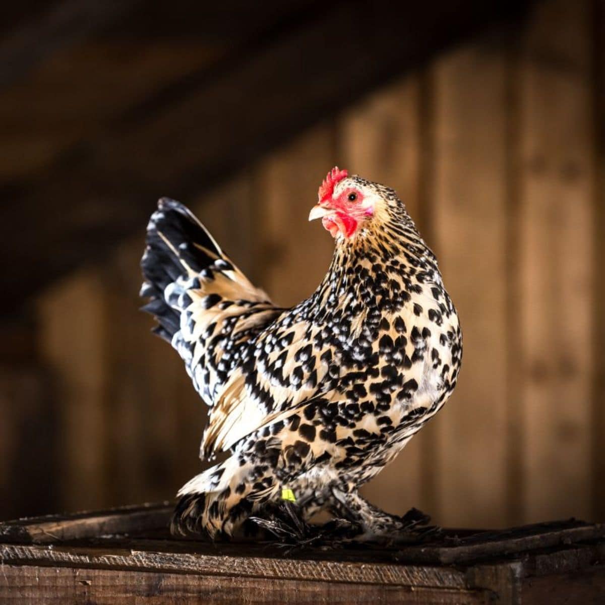 Can Birds Change Gender? And 5 Other Surprising Facts - Bird Nature