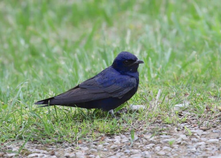 21 Birds That Eat Mosquitoes (& How To Attract Them) - Bird Nature