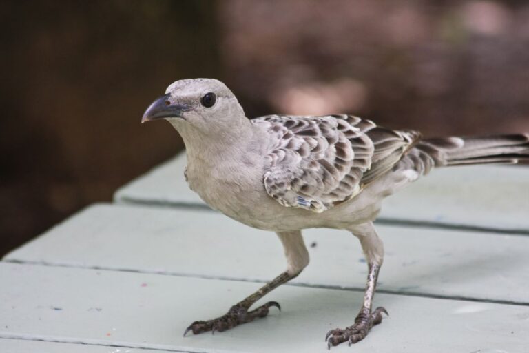 11 Birds That “Collect,” Aka “Steal” Shiny Things (and Why) - Bird Nature