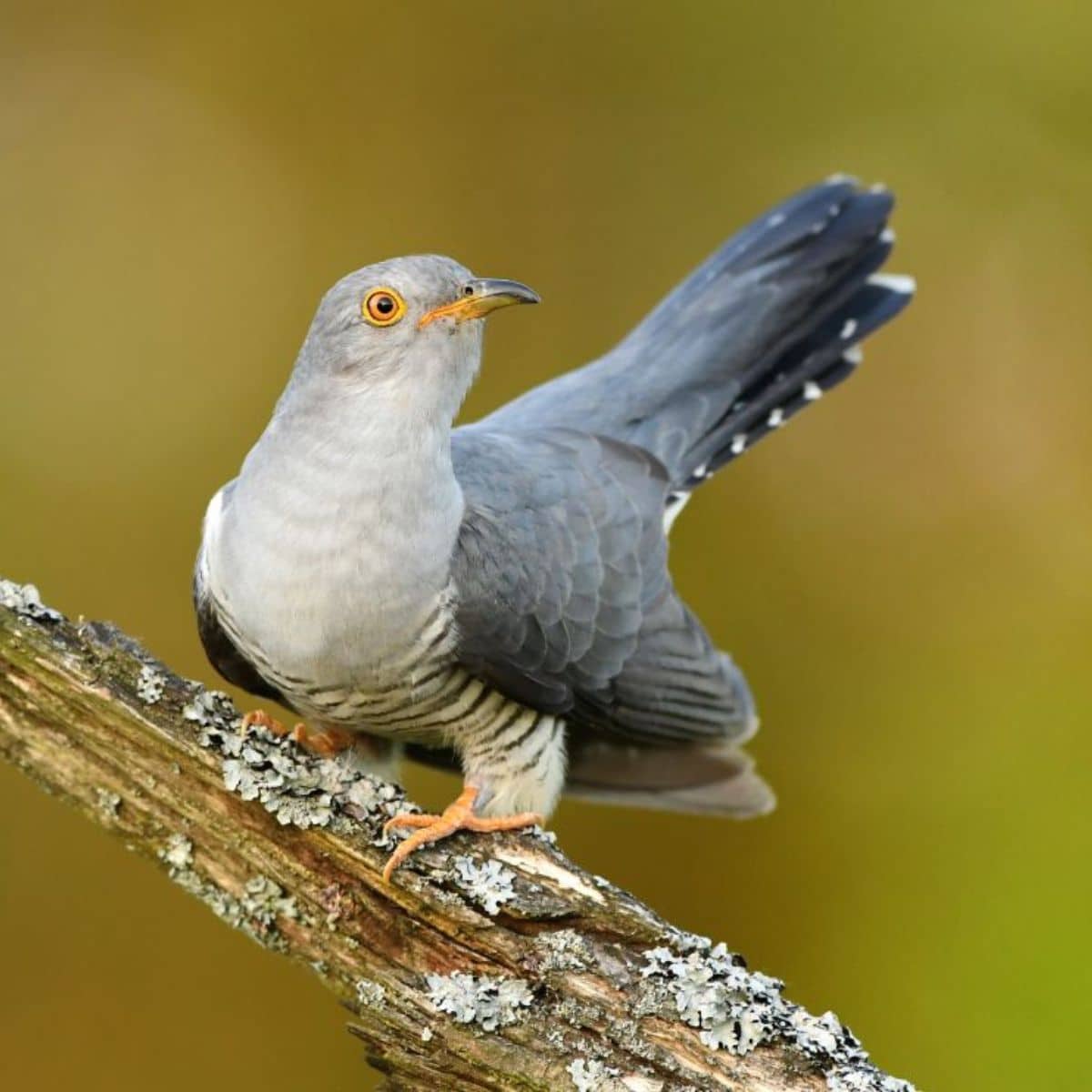 11 Birds That Collect” Aka Steal” Shiny Things And Why Bird Nature