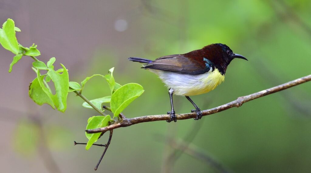 11 Birds That Build Beautiful Hanging Nests (With Photos) - Bird Nature