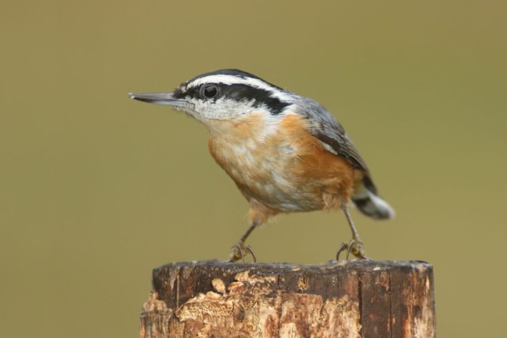 21 Birds That Eat Mosquitoes (& How To Attract Them) - Bird Nature