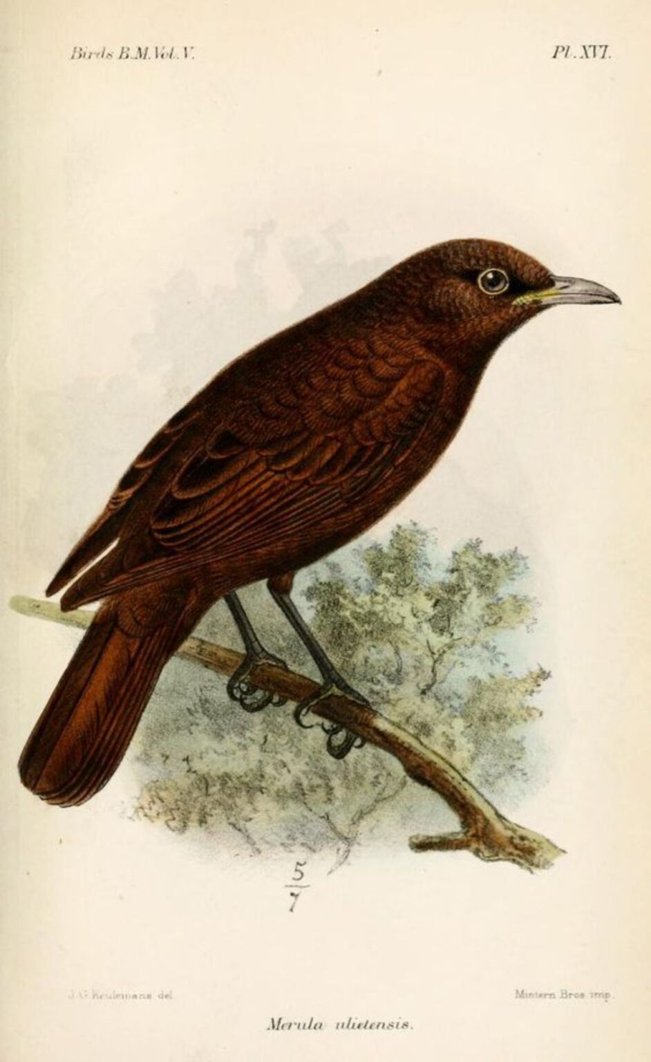 17 Incredible Birds That Have Gone Extinct (with Photos) - Bird Nature