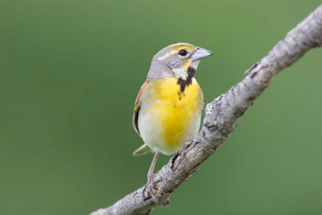 37 Types of Yellow Birds in Georgia (Photos Included) - Bird Nature