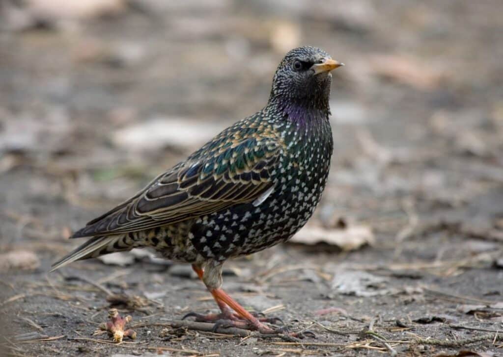 21 Birds That Eat Mosquitoes (& How To Attract Them) - Bird Nature