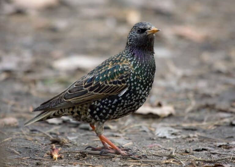 21 Birds That Eat Mosquitoes (& How To Attract Them) - Bird Nature