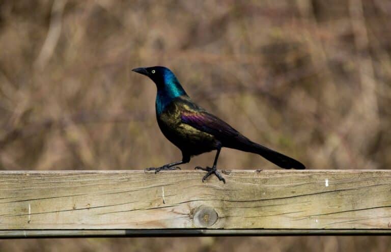 21 Birds That Eat Mosquitoes (& How To Attract Them) - Bird Nature