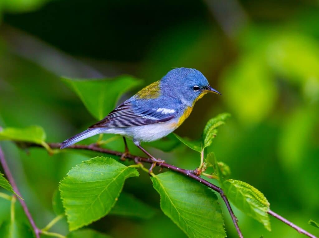 26 Majestic Birds That Are Blue (With Photos) - Bird Nature
