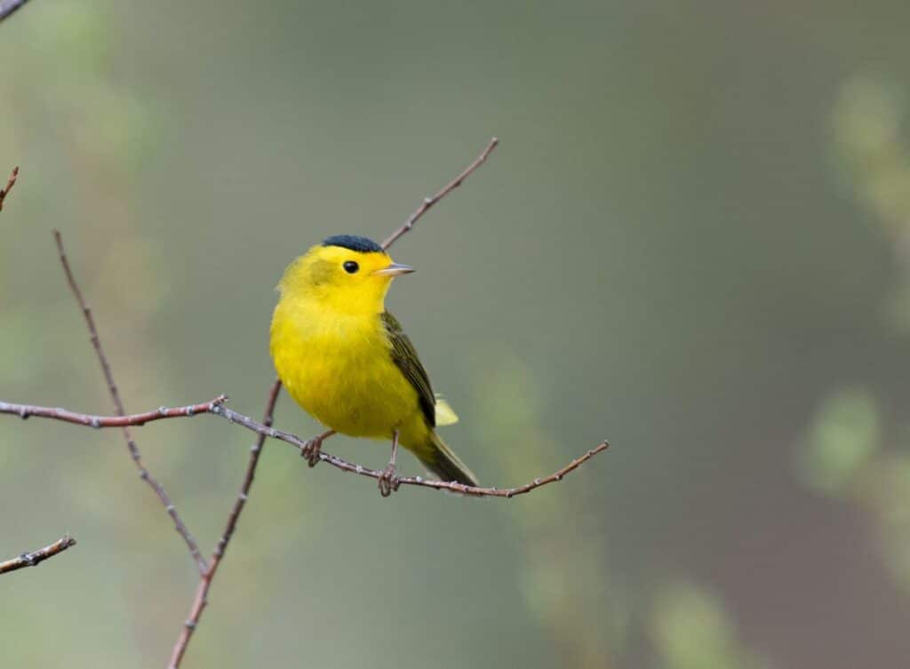 37 Types of Yellow Birds in Georgia (Photos Included) - Bird Nature