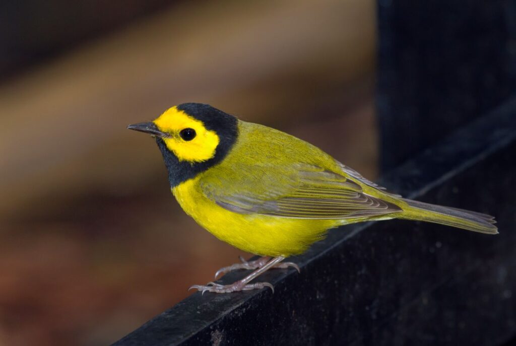 37 Types of Yellow Birds in Georgia (Photos Included) - Bird Nature