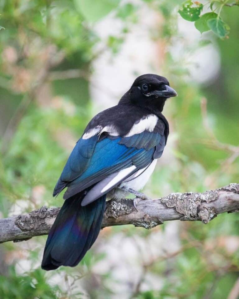 11 Clever Birds That Build Mud Nests (With Photos) - Bird Nature