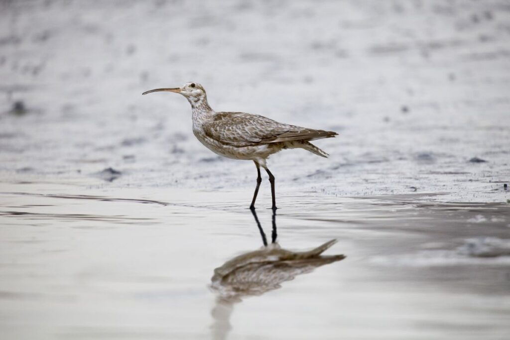 17 Incredible Birds That Have Gone Extinct (with Photos) - Bird Nature