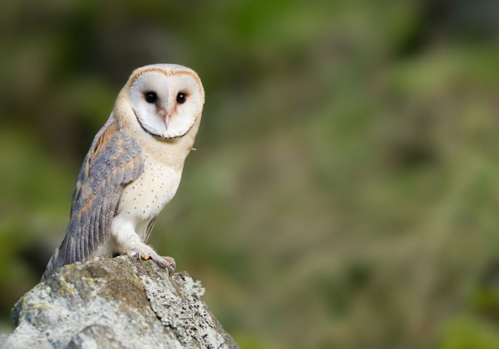 17 Birds That Love to Sing at Night (Audio Samples Included) - Bird Nature