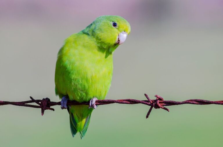 11 Best Birds to Have as a Pet for Beginners (with Photos) - Bird Nature