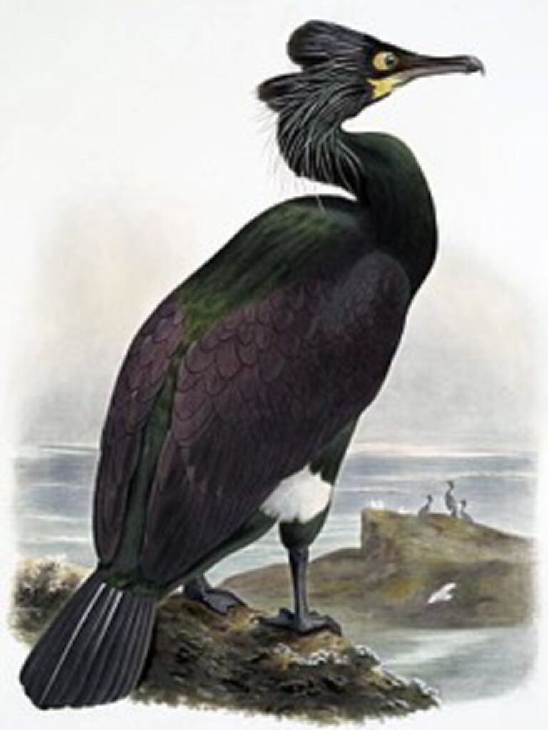 17 Incredible Birds That Have Gone Extinct (with Photos) - Bird Nature