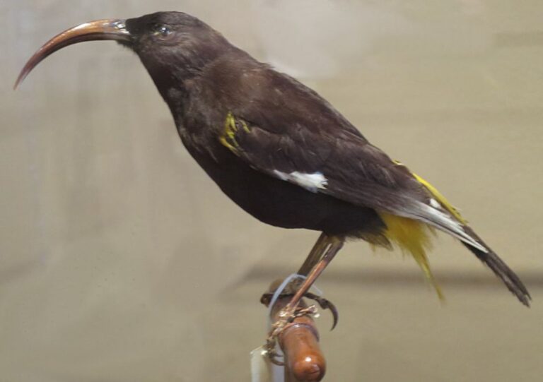 17 Incredible Birds That Have Gone Extinct (with Photos) - Bird Nature